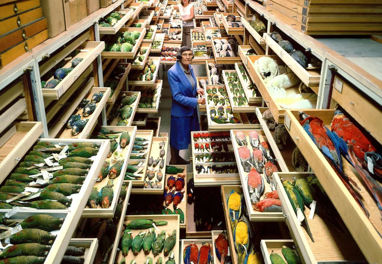 LNL Summer: From Utopia to the Tate - the art of Emily Kam Kngwarray ...