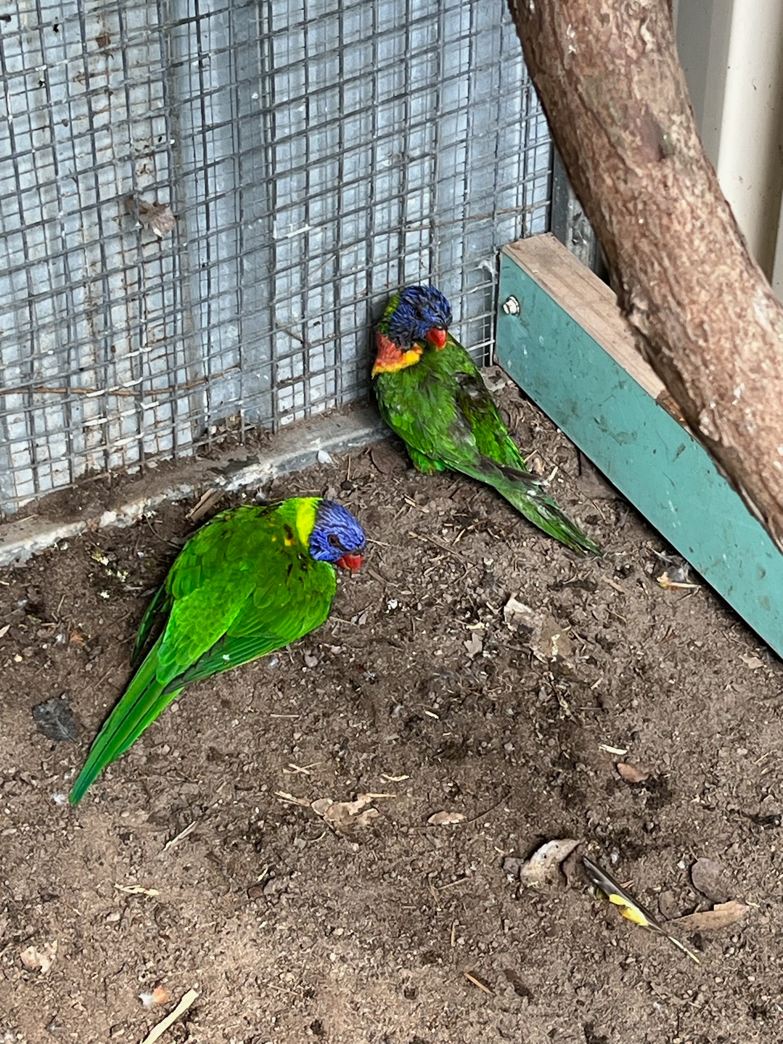 Lorikeet paralysis syndrome causing hundreds of birds to drop from the ...