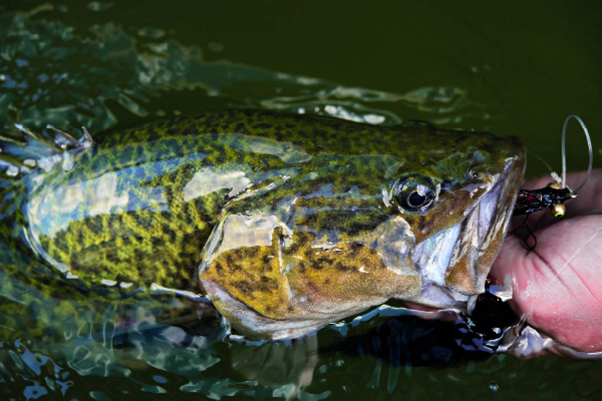 The Big Fish Murray Cod Season BLAST OFF! - ABC listen