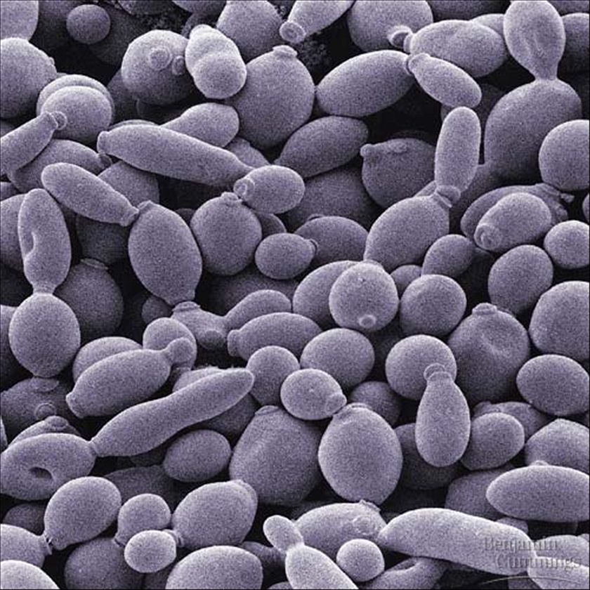 Scientists to create world's first synthetic complex life form - ABC listen