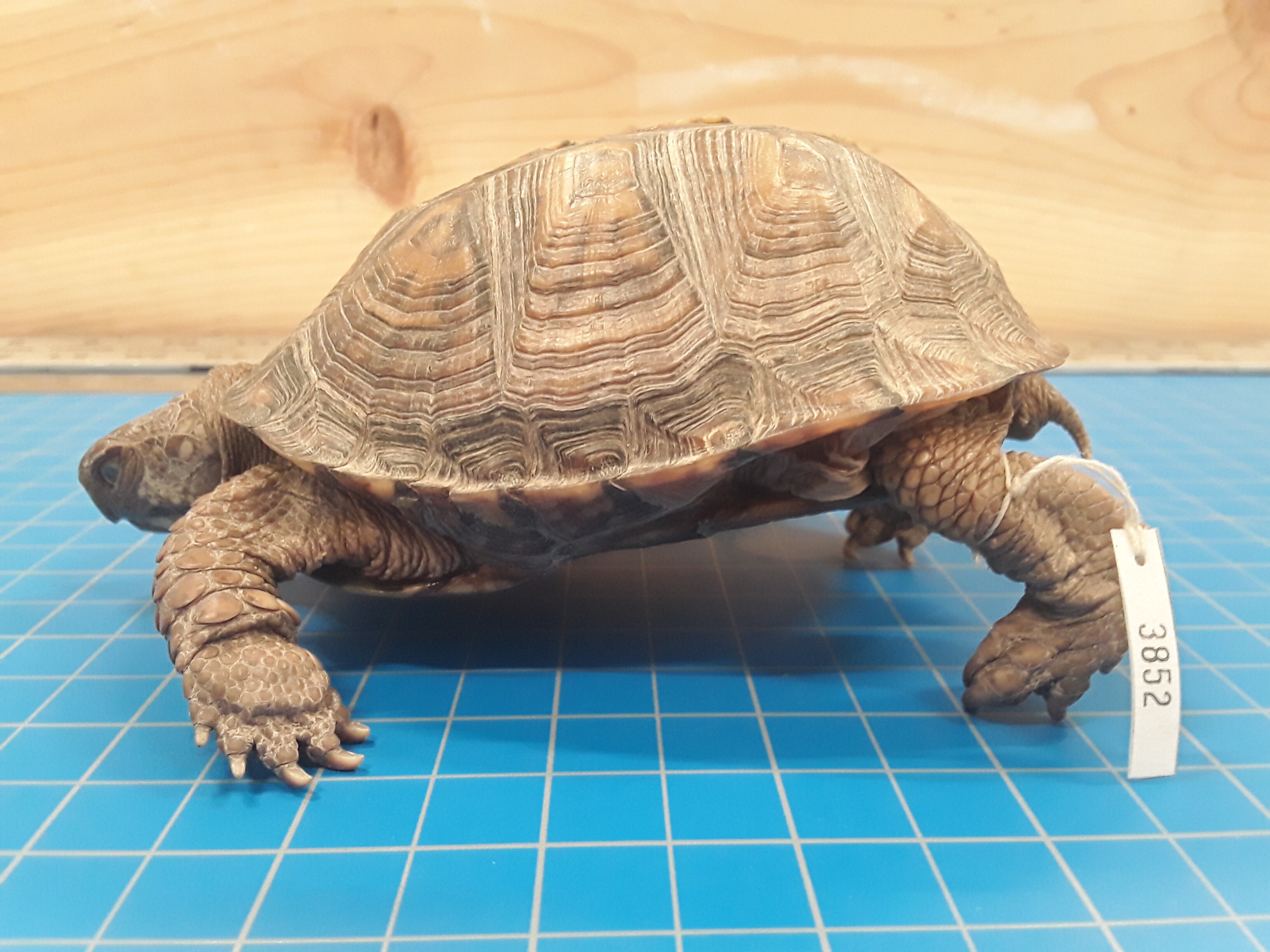 Decades after nuclear testing, Bikini Atoll continues to fascinate ...