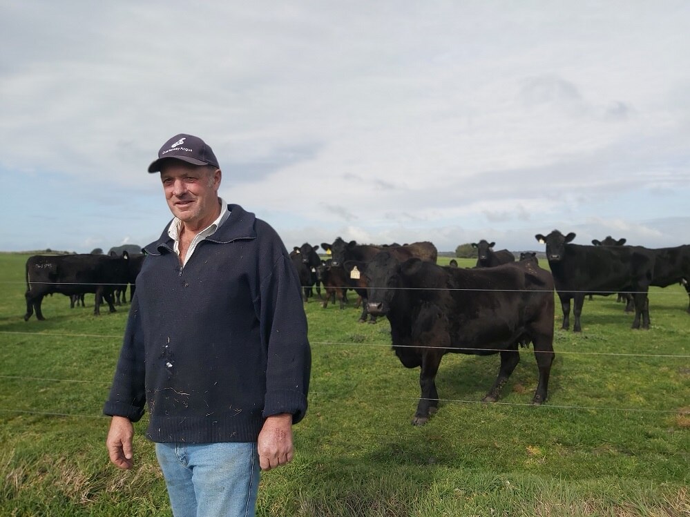 Preparing the bulls for the spring sale - ABC listen