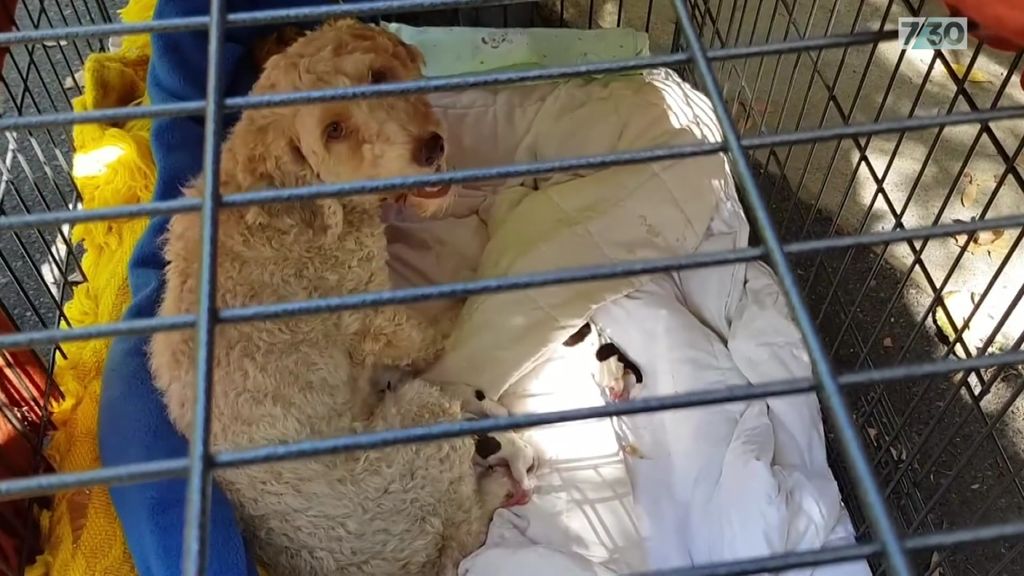 Unscrupulous puppy farmers who are profiting in the pandemic - ABC News