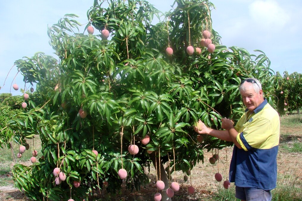 Harvest at Mataranka's Oolloo mango farm passes mid-way, with strong ...