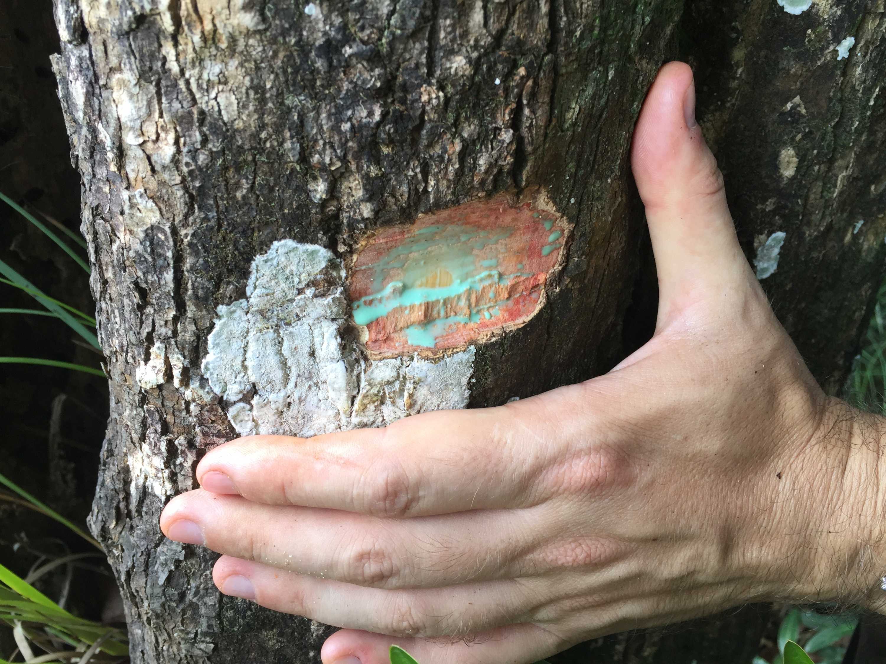 Plants could be used to remediate polluted sites - ABC listen