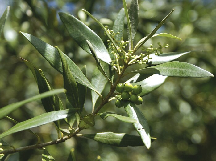 African Olive branching out across the Hunter - ABC News