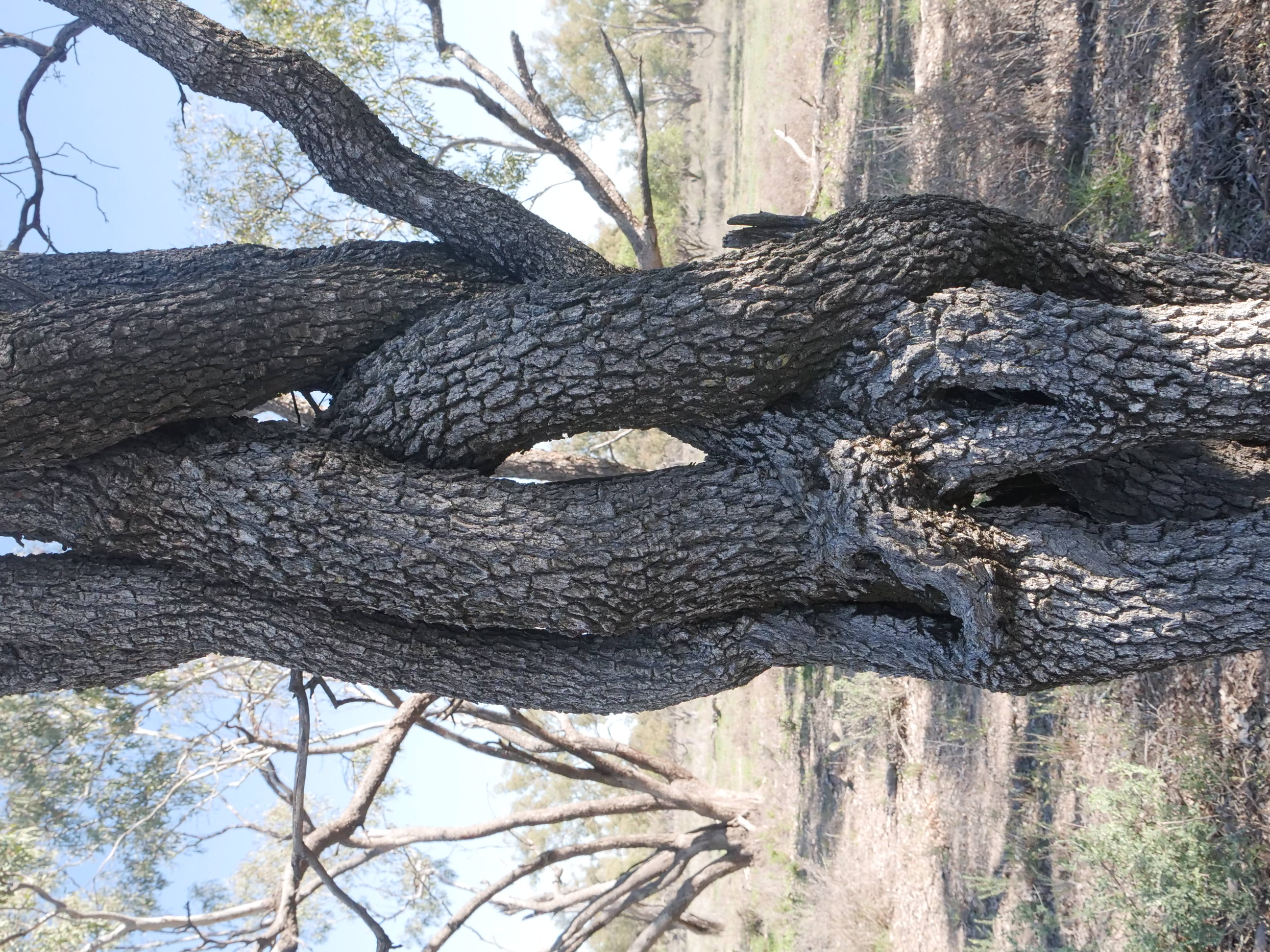 Culturally modified trees 'a national treasure' in outback NSW - ABC News