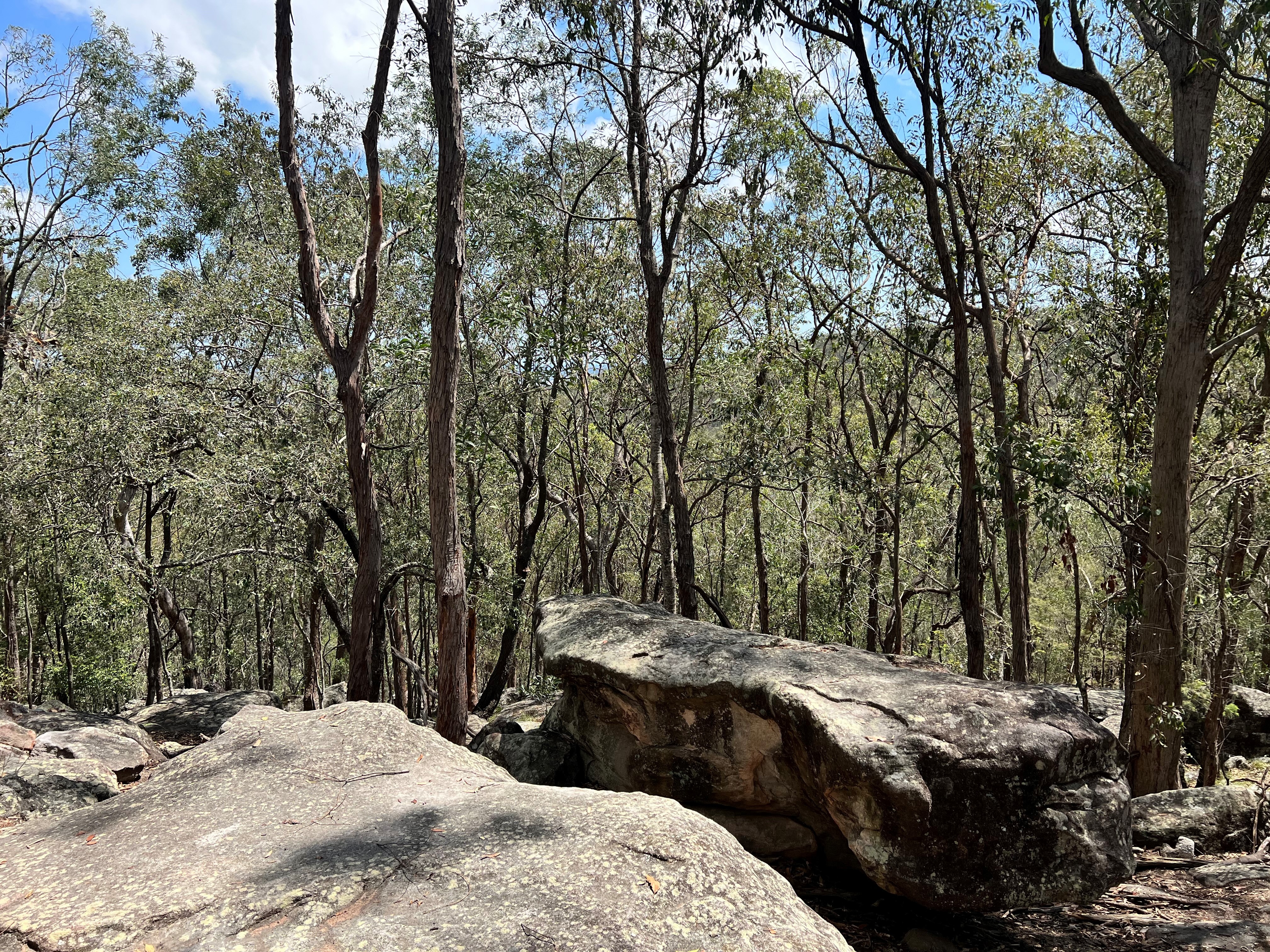 The best free nature walks to explore in and around Brisbane - ABC News