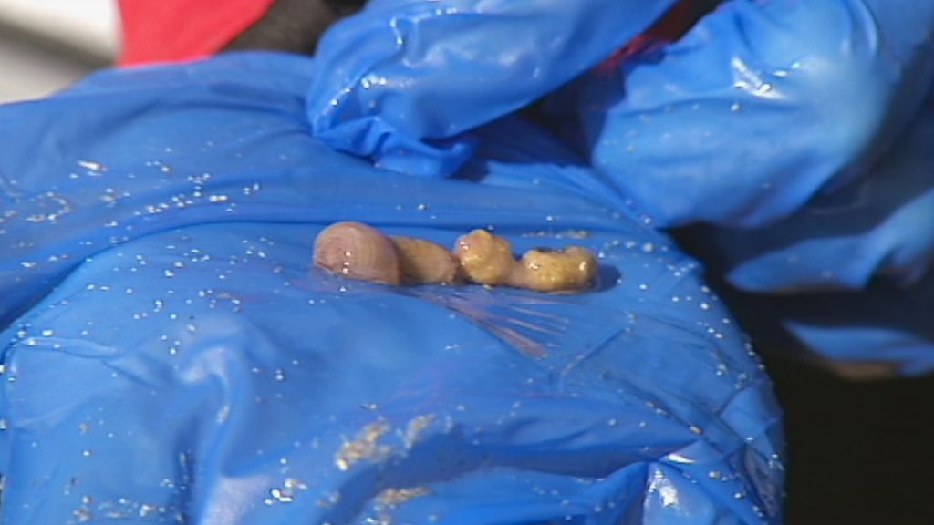 Invisible threat: Microplastic contamination discovered on bottom of ...