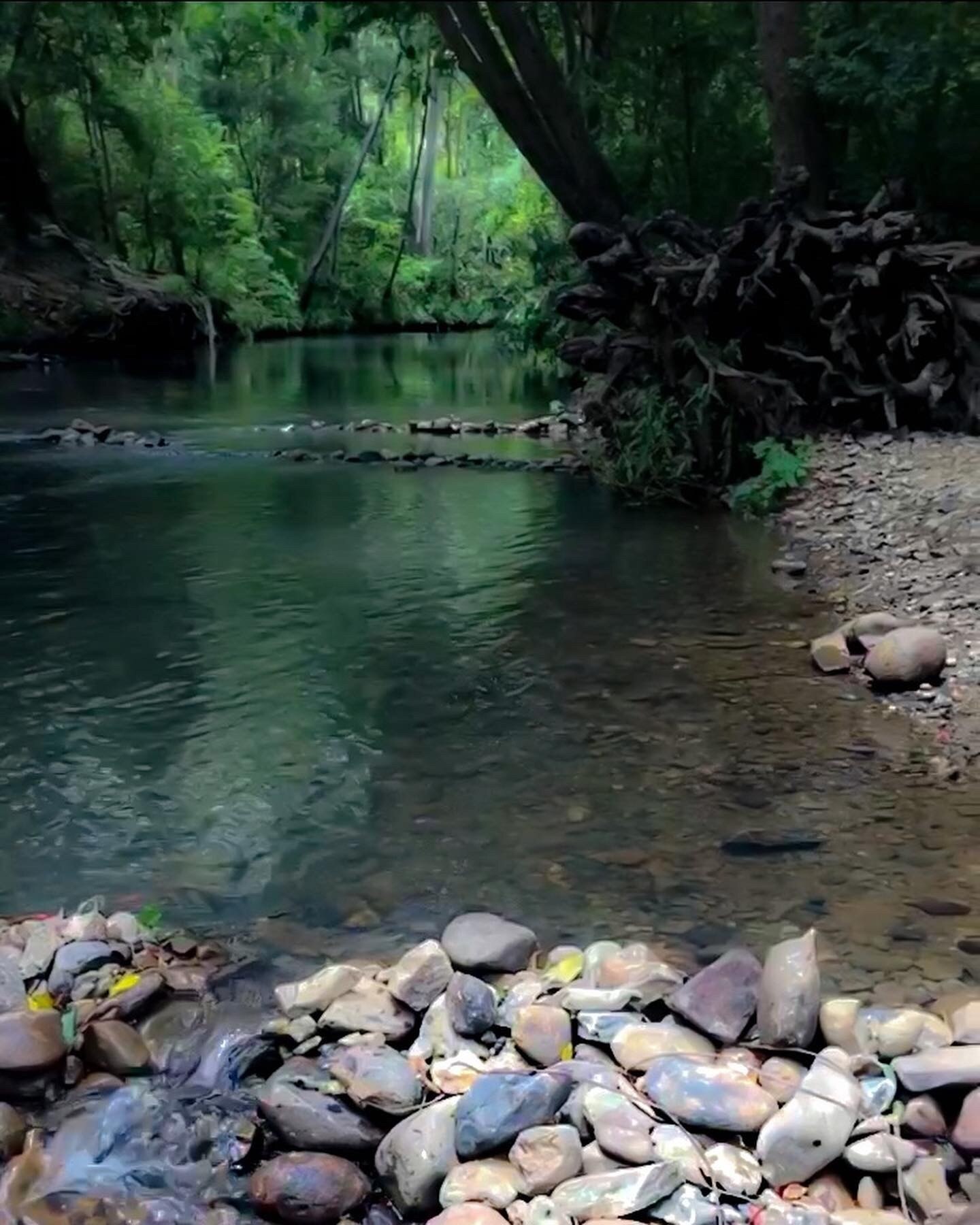 Bullrout barb leaves 6yo in excruciating pain, prompting calls for ...