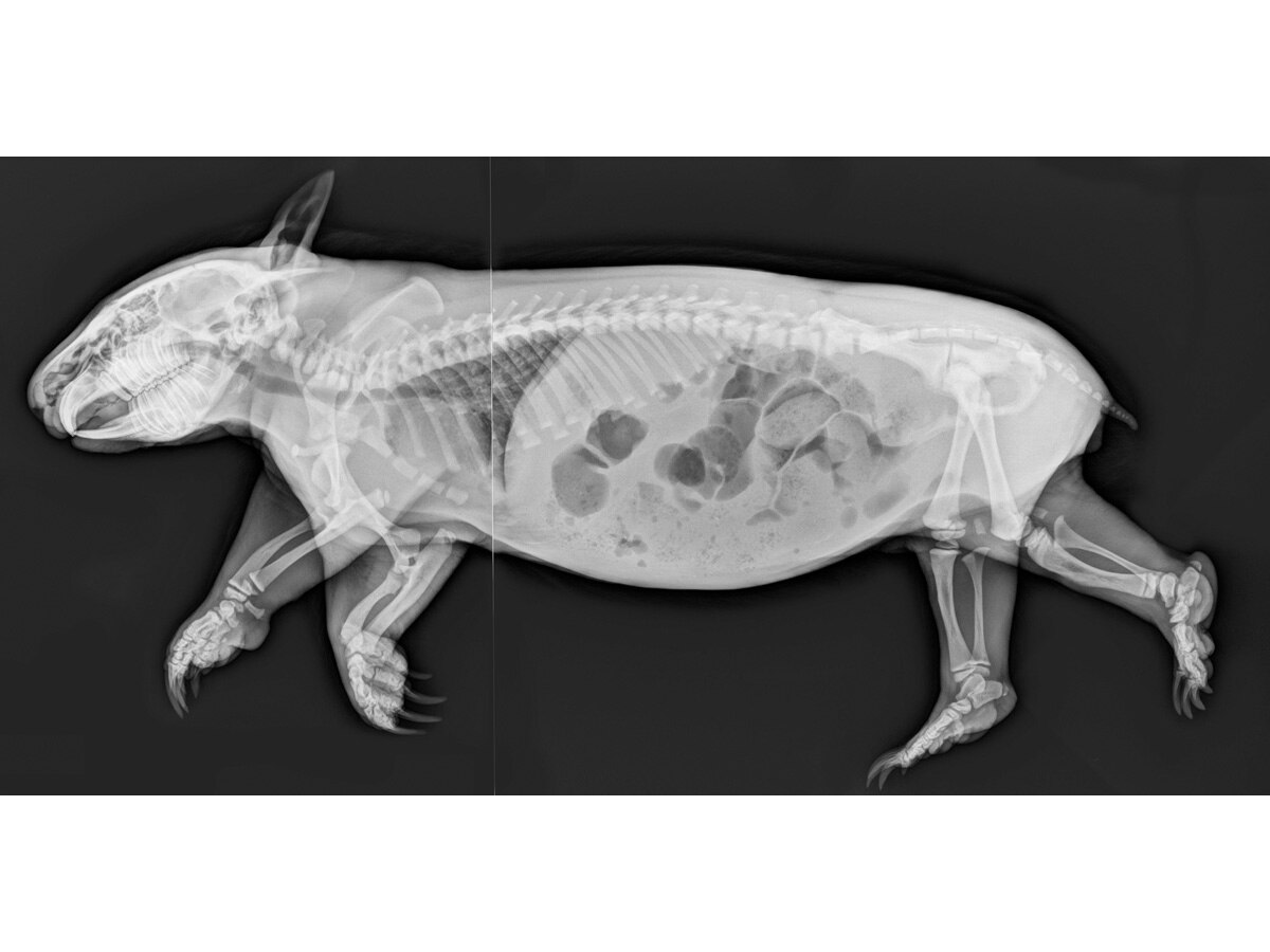 Echidna innards and wombat bones - ABC listen