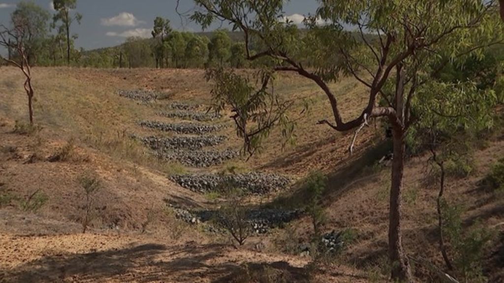 Aloomba - 4871 - Location - ABC News