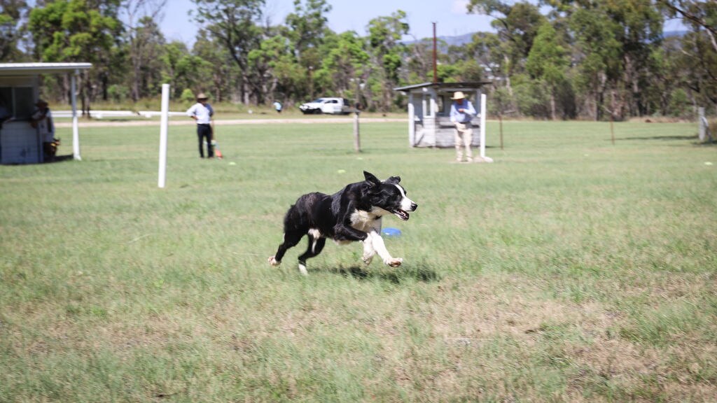 City dogs take on sheepdog challenges - ABC News