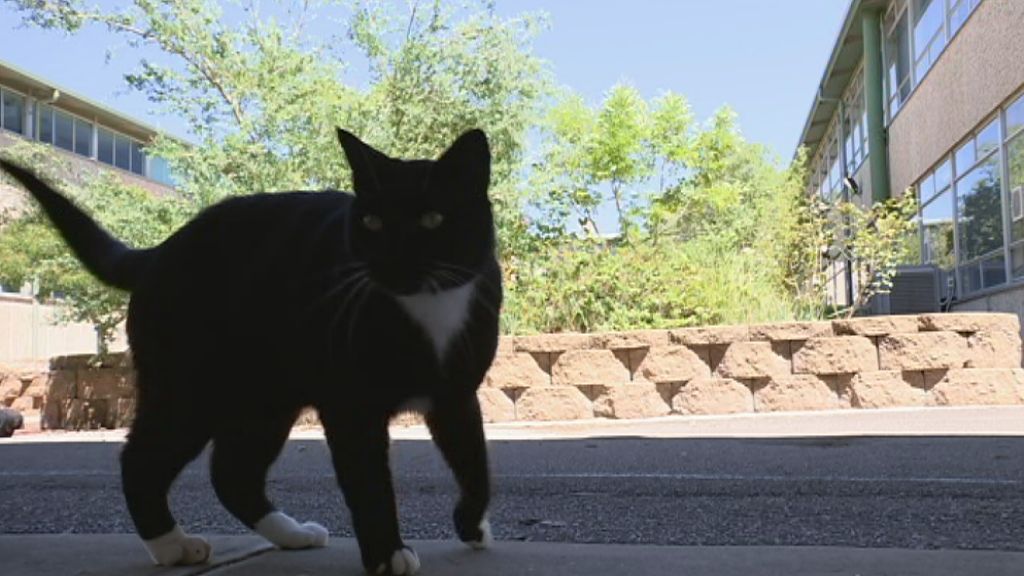 The secret life of cats - ABC News