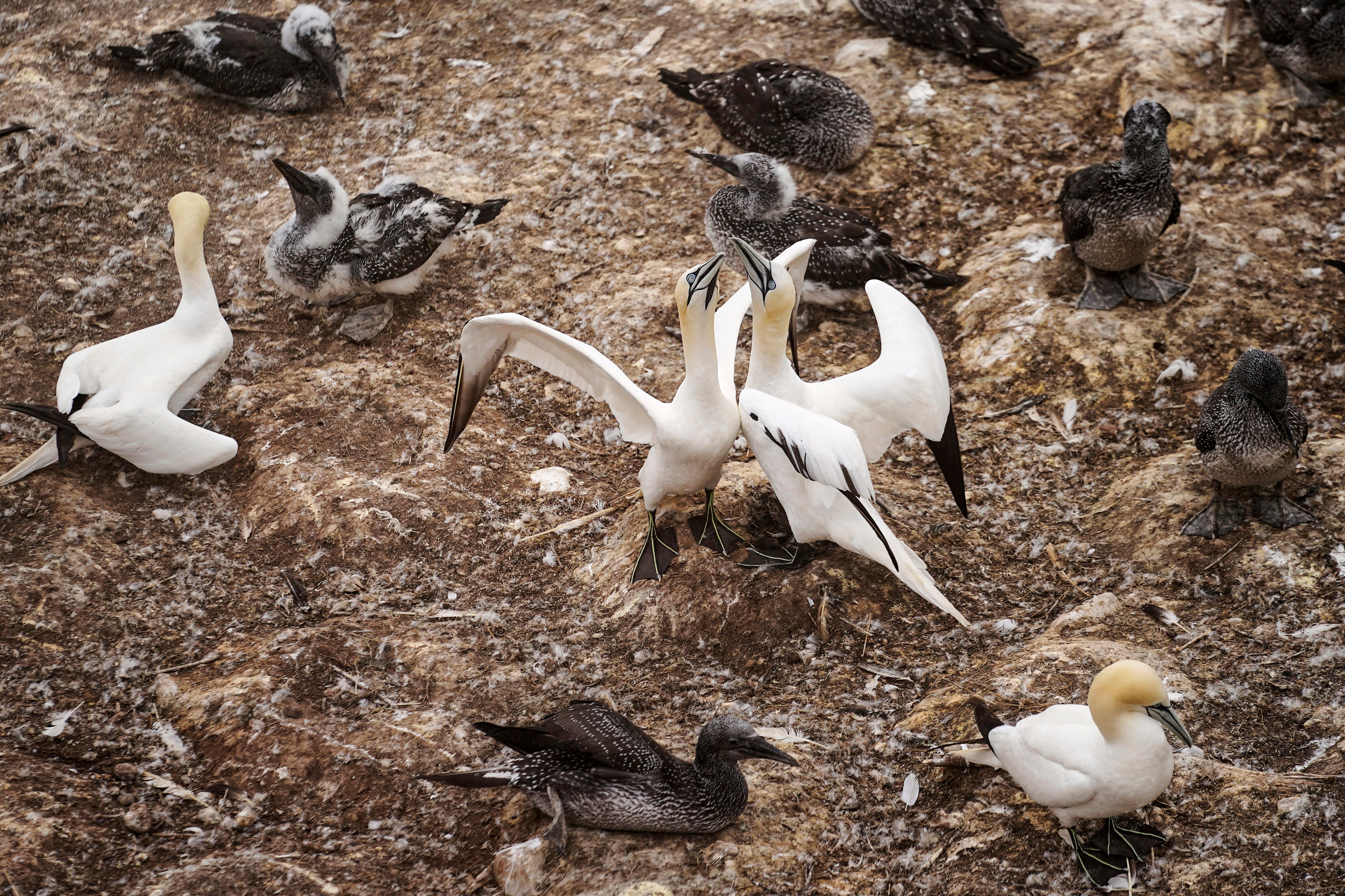Faithful mates, hot tempers form primal life for gannets - ABC News