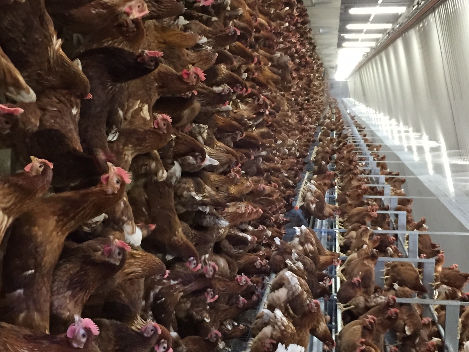 Farmers welcome new national standard for free-range egg production ...