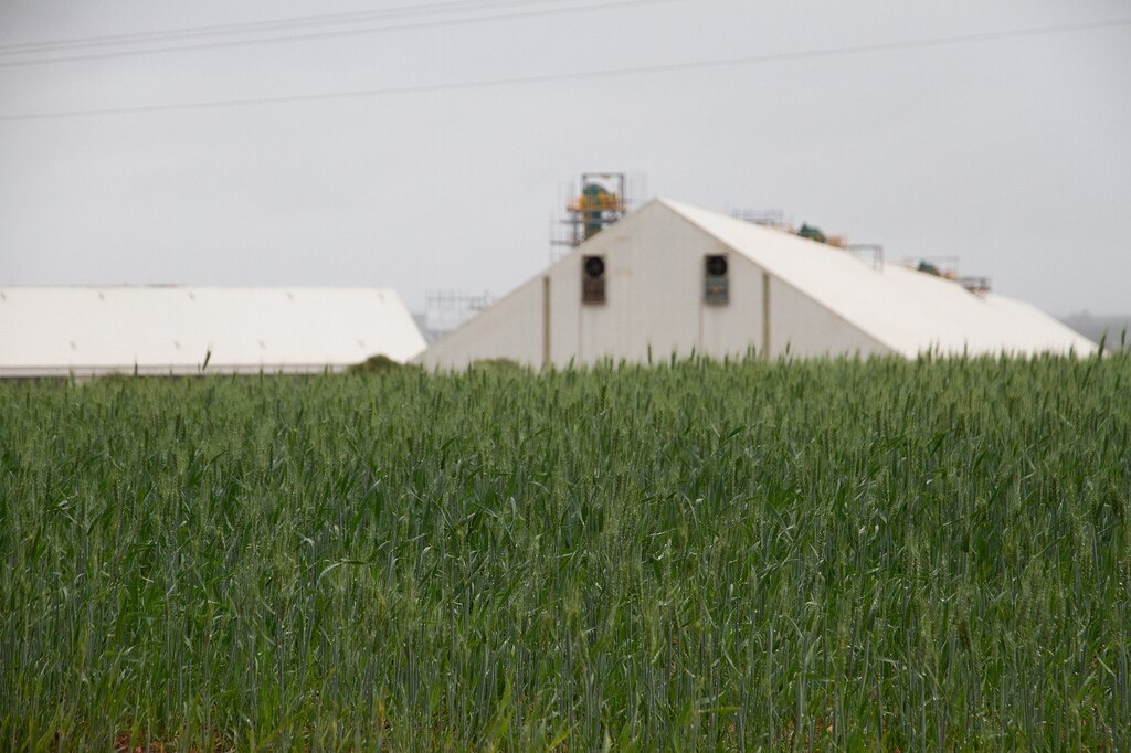 Ukraine crisis increases global wheat prices - ABC News