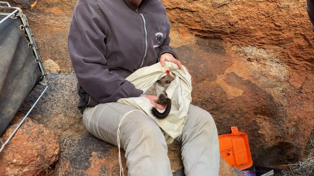 40 rare wallabies released in Everard Range - ABC News