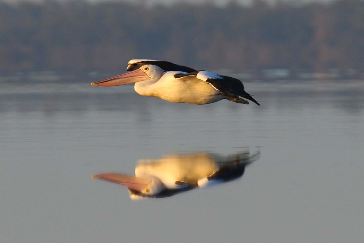 Australian Story: David Rennie tames his demons with photography - ABC News