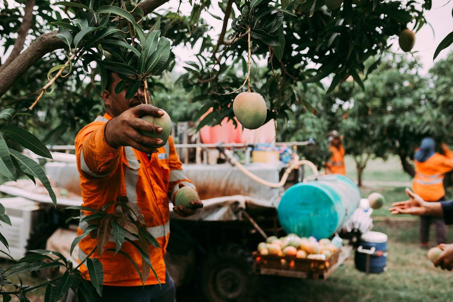Mango growers produce bumper crop in Central Queensland despite tough ...