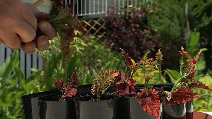 'Wow plants' for your summer garden - ABC listen
