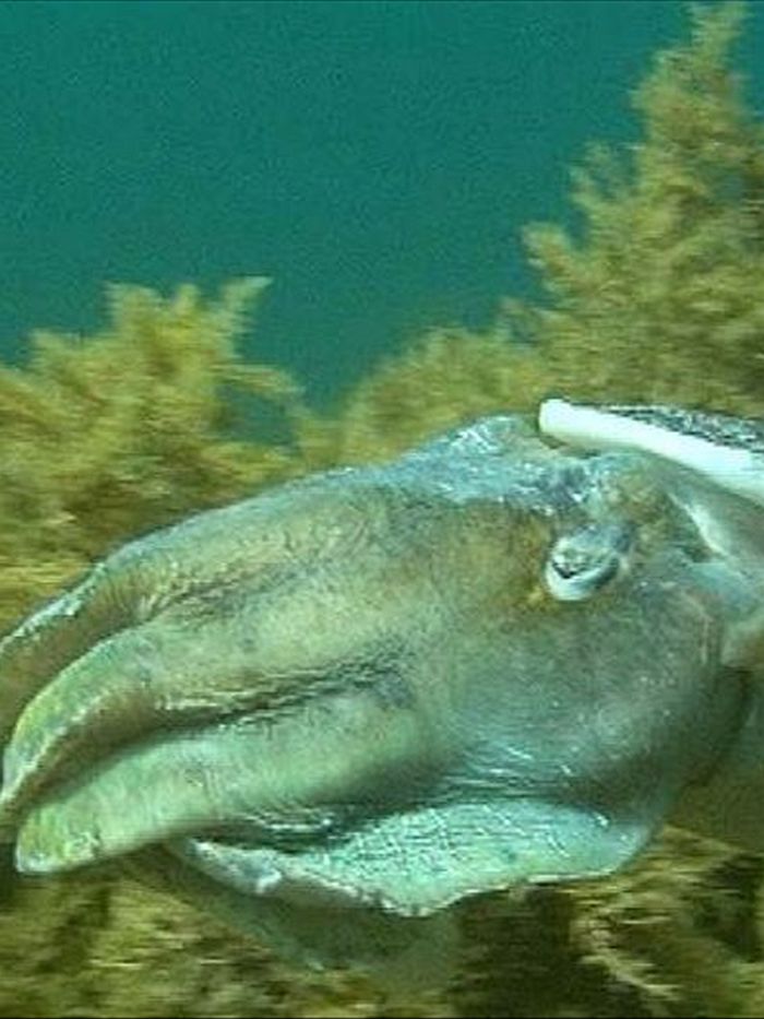 World's only cuttlefish congregation in crisis - ABC listen
