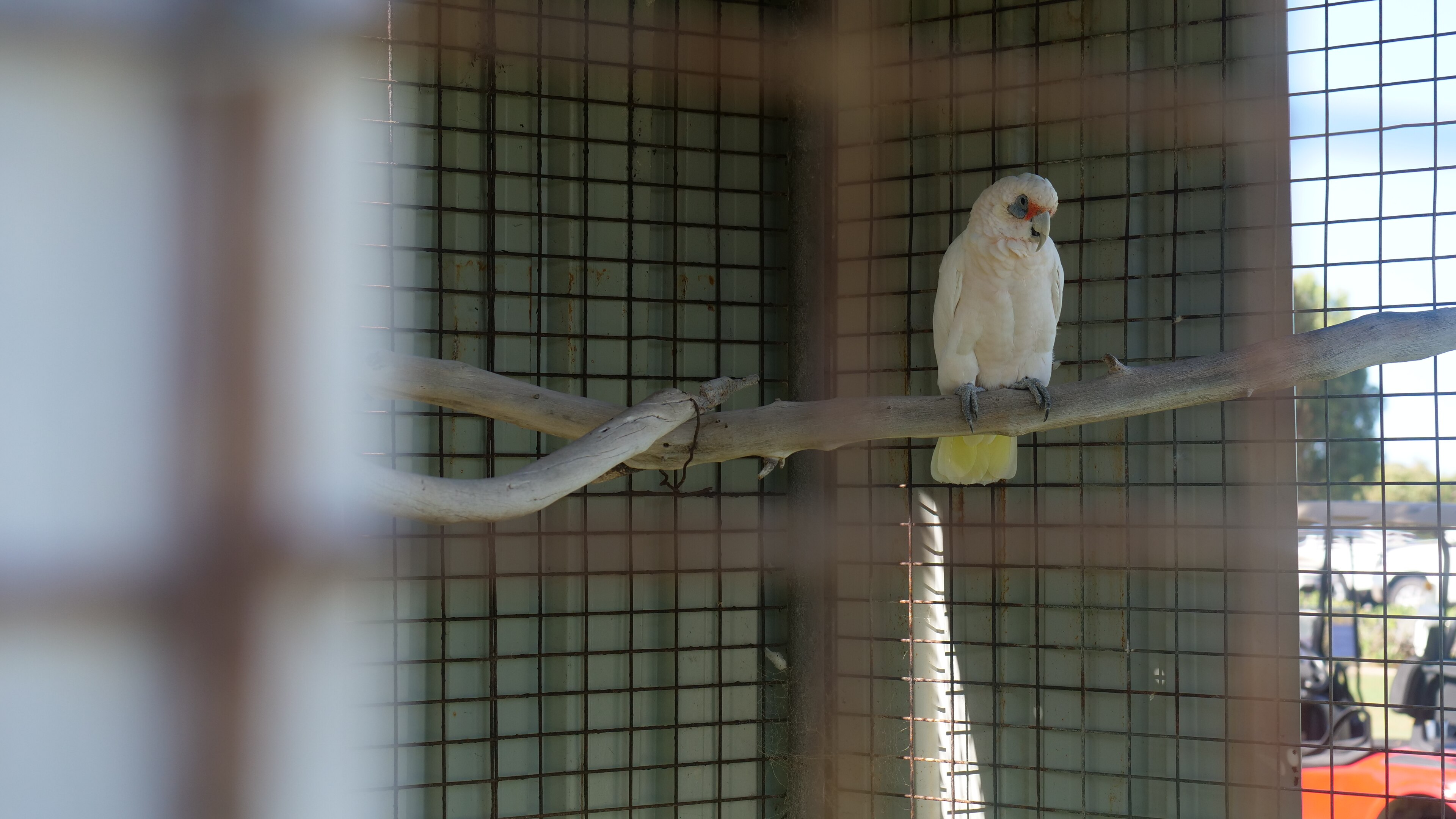 Charlie the cockatoo has plenty of advice for players at Geraldton ...