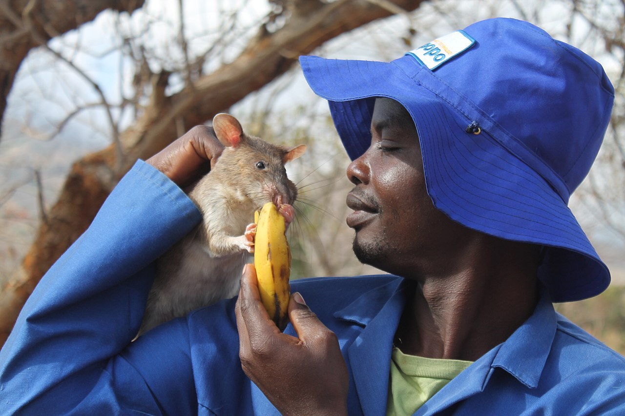 Rats to the rescue (Little Beasts, Big Jobs Part 2) - ABC listen