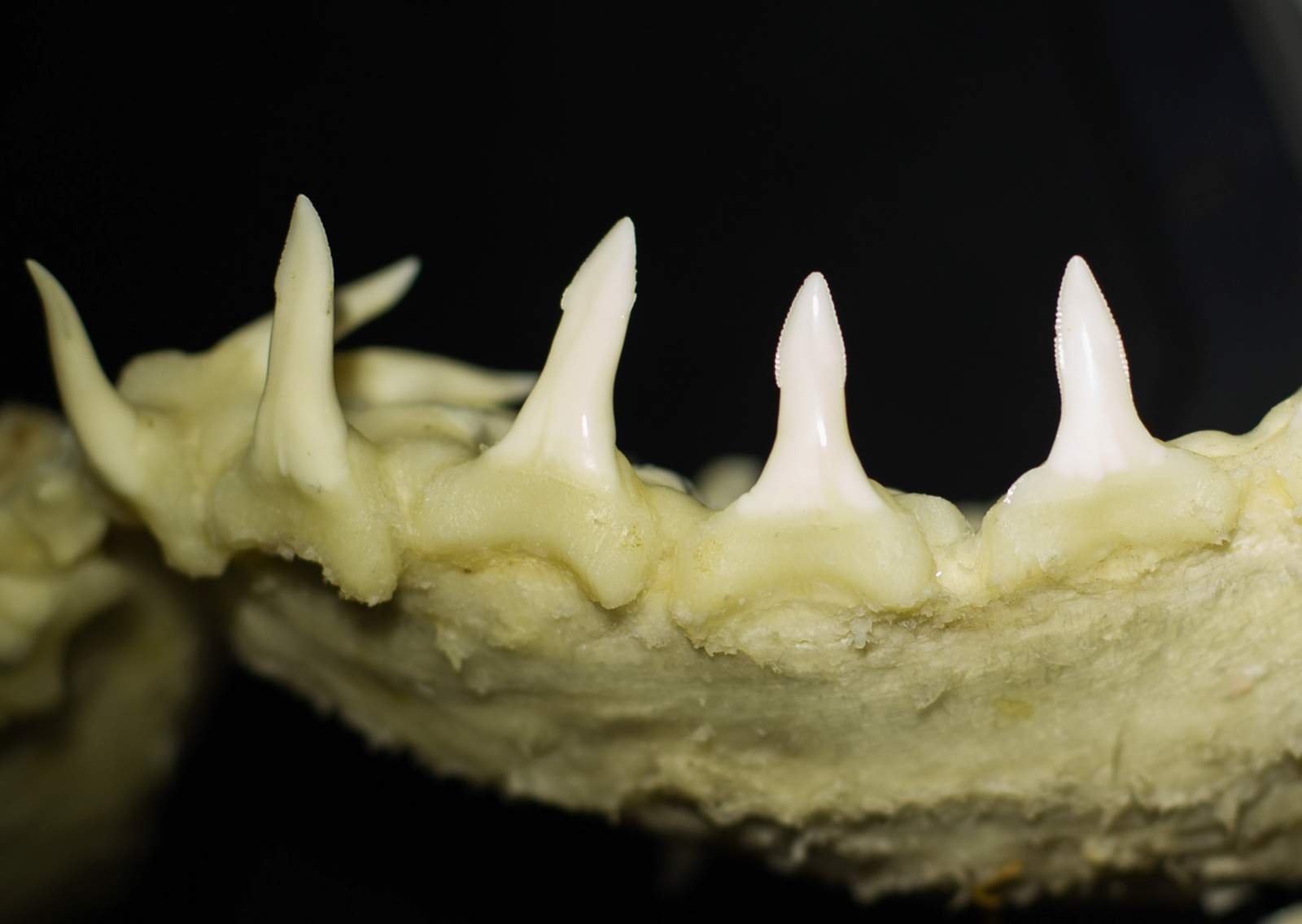 Researchers Capture And Tag Rare Adult Speartooth Sharks For First Time
