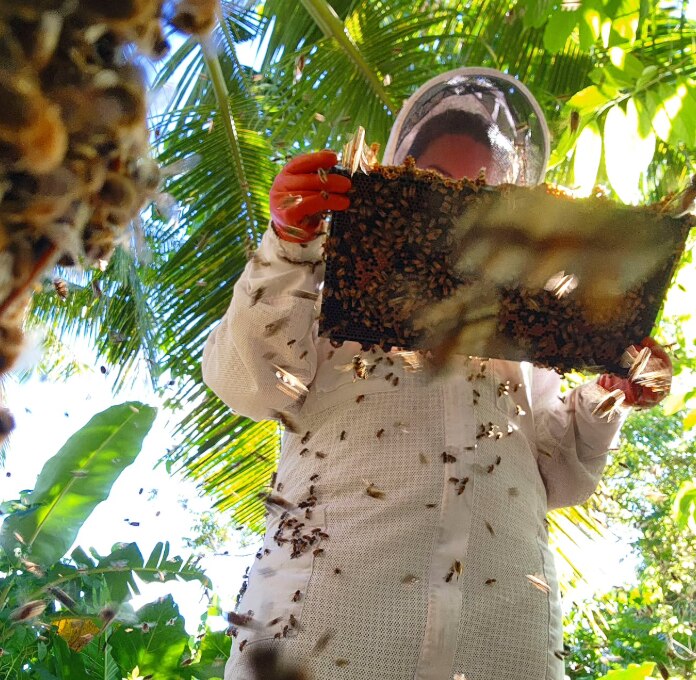 Bee the change: How a young Samoan beekeeper is fighting to protect ...