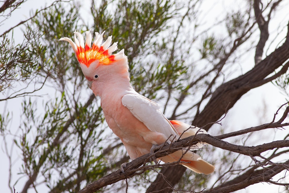 Genetic study answers key questions about the pink cockatoo - ABC Radio ...