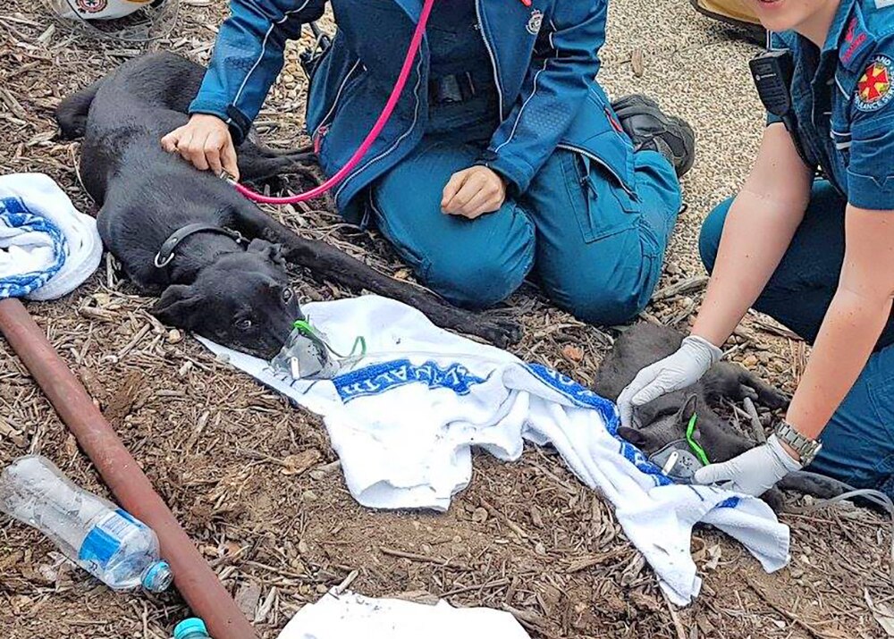Firefighters, paramedics save puppy and kitten pulled from house fire ...