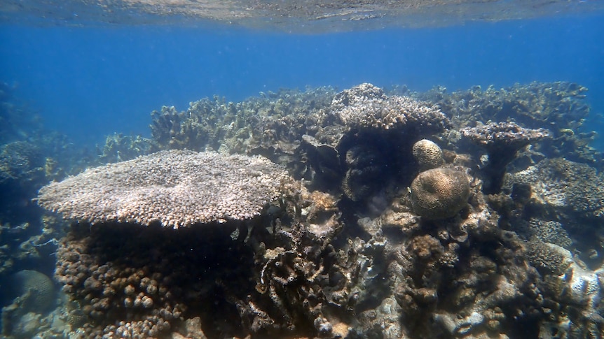 Climate change could damage half of world's coral reef by 2035, new ... Climate change could damage half of world's coral reef by 2035, new ...