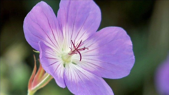 Geraniums - Gardening Australia