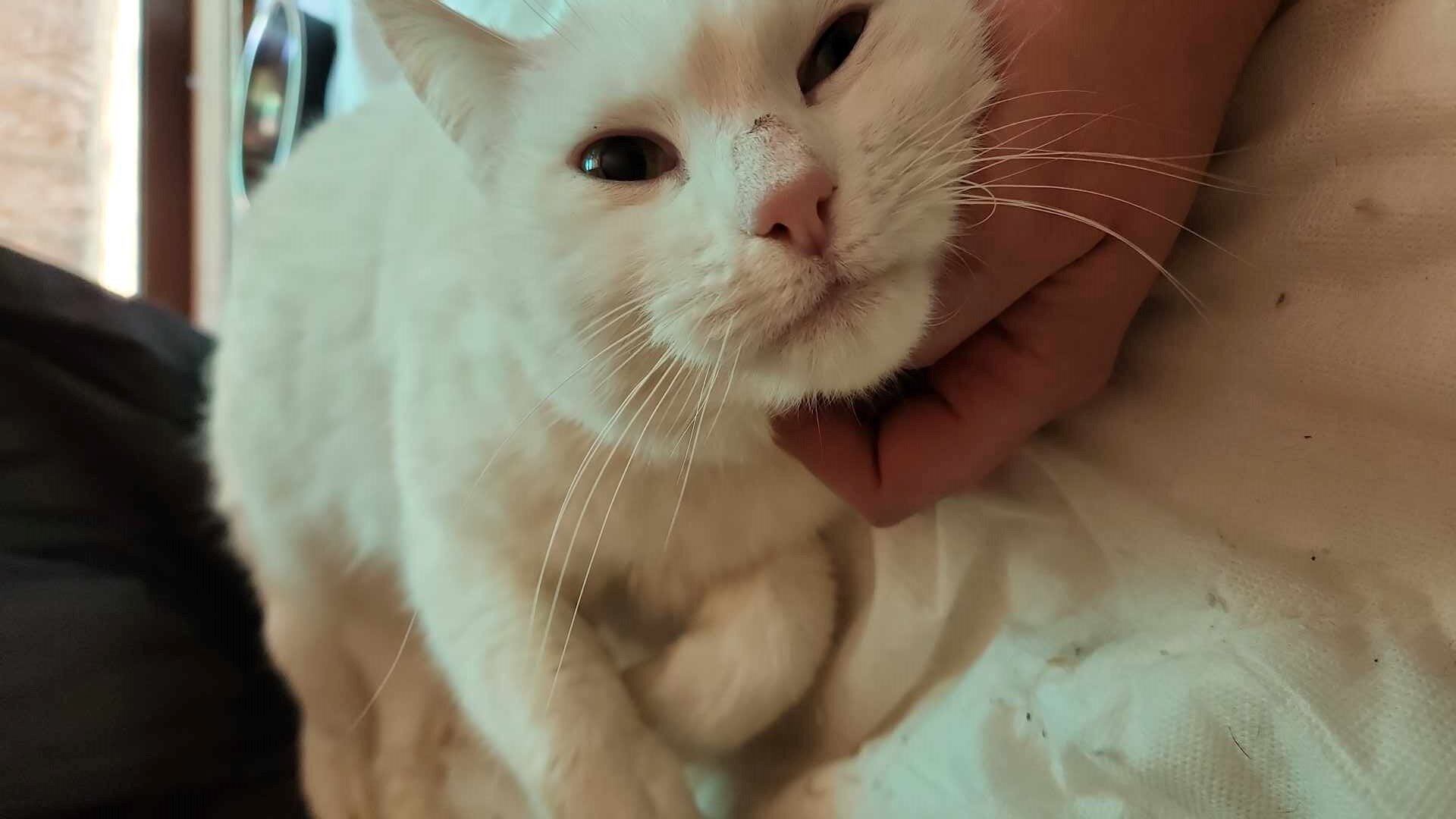 Missing cat returned to Mildura family after vanishing three years ago ...