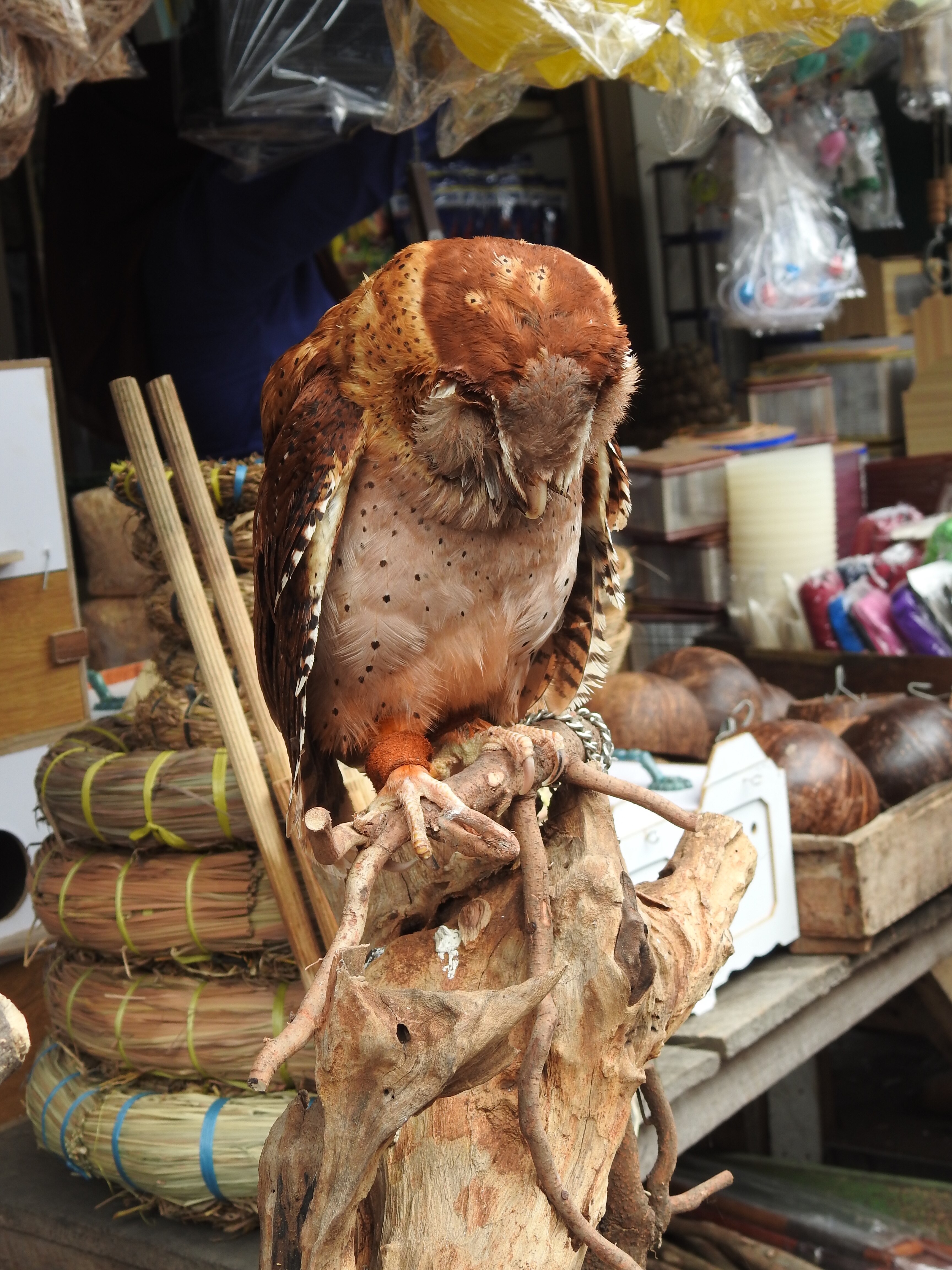 Illegal Indonesian bird trade threatens survival of endangered species ...