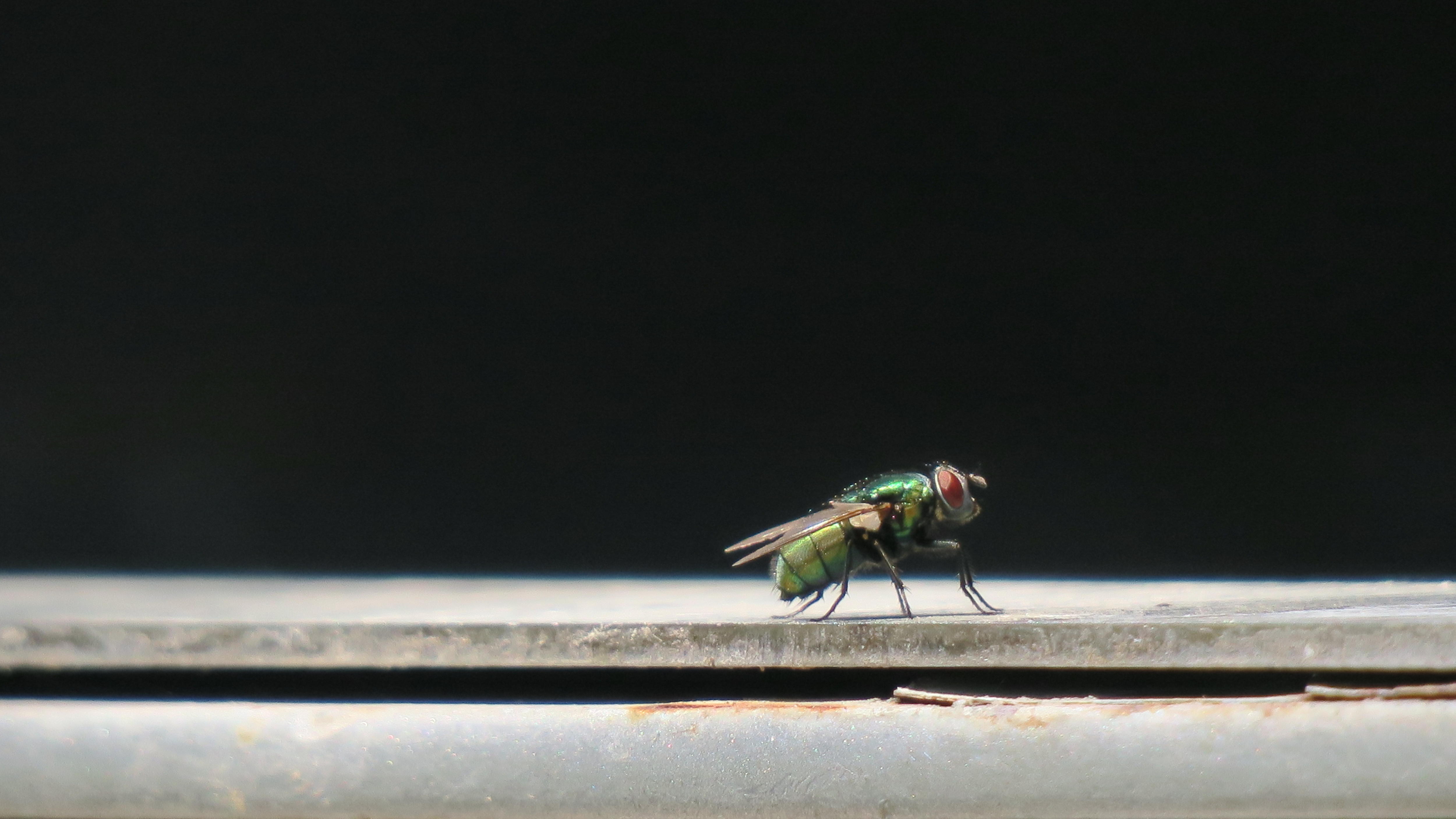 Shooing away more flies than usual? Climate change could be boosting ...