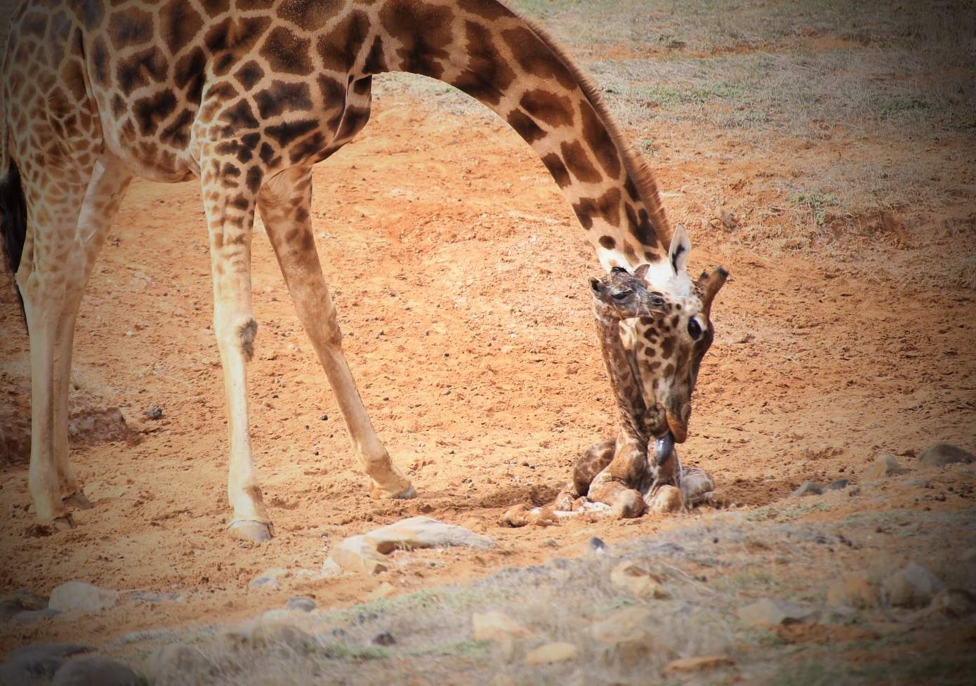 Baby giraffe born at Monarto Zoo after brief labour - ABC News