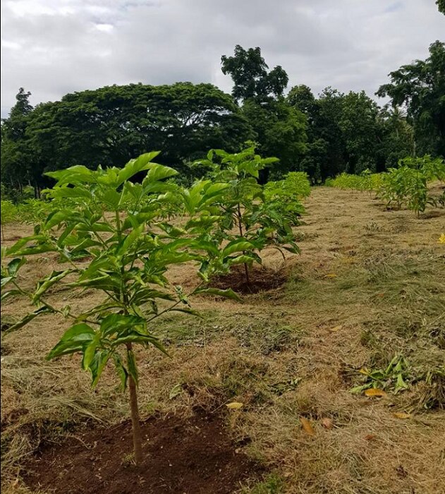 Vanuatu agriculture festival - ABC News