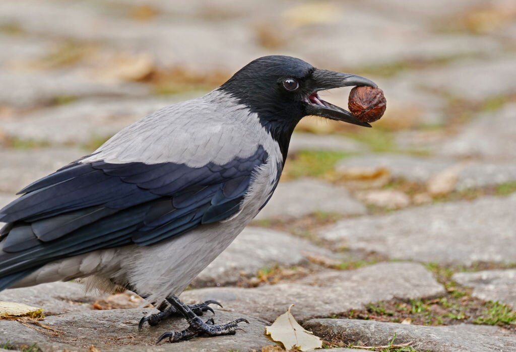How some birds use deception to trick other birds - ABC listen