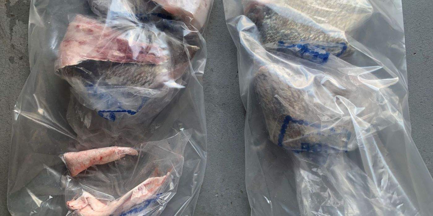 Black jewfish bladder bust in the NT sees two men headed to court under ...