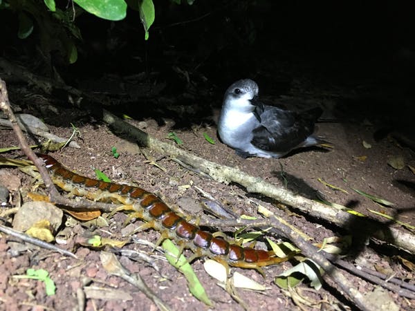 Giant bird-eating centipedes exist — and they’re surprisingly important ...