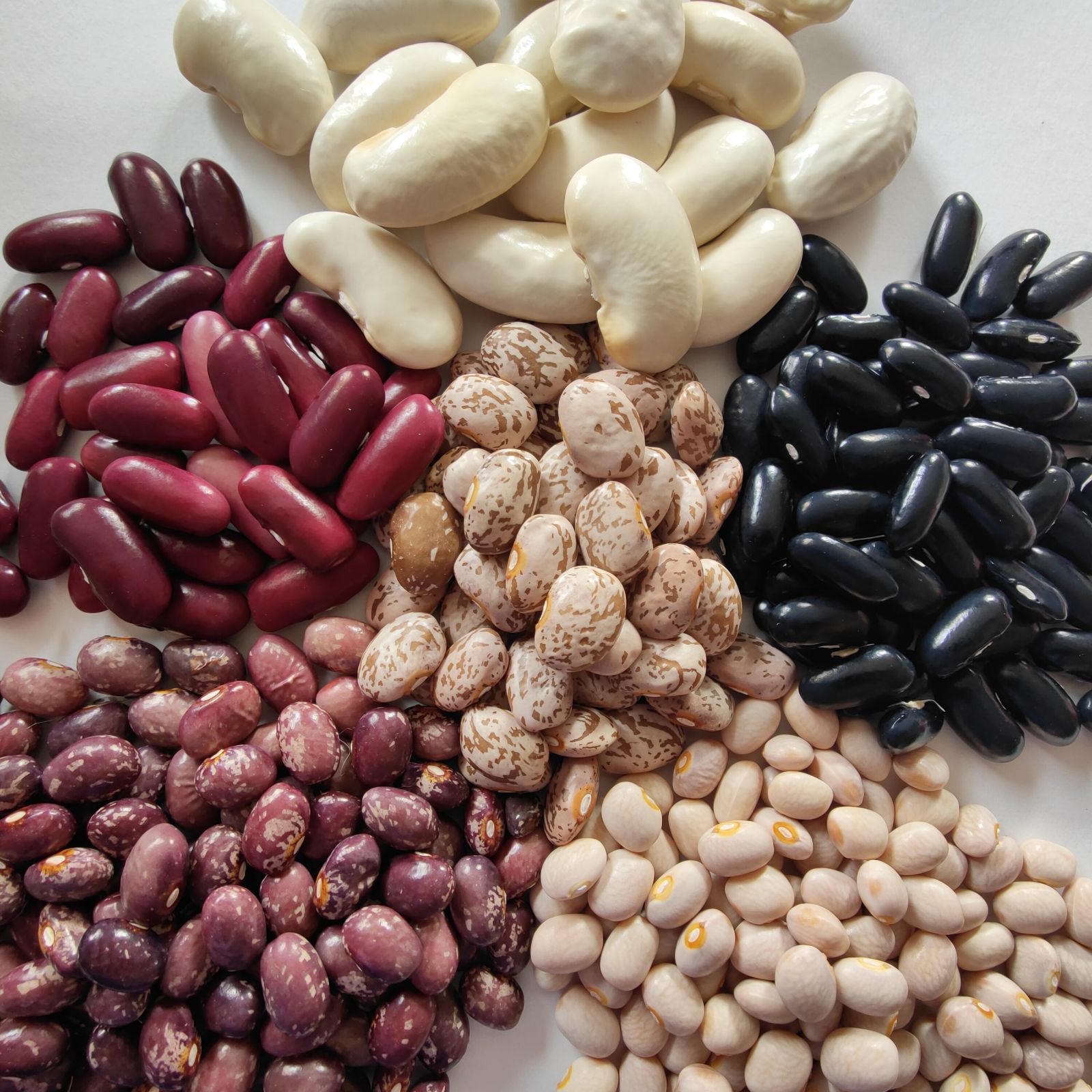 Reid family trial rare bean variety crops in cooler Tasmanian climate ...