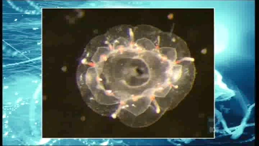 Astounding new jellyfish discovered - ABC News