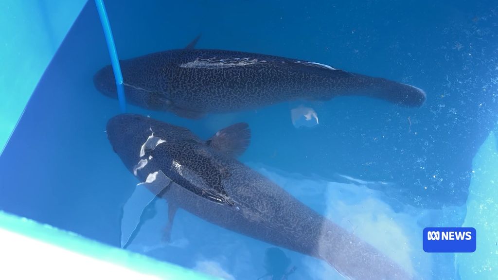 Murray cod release in Mount Gambier - ABC News