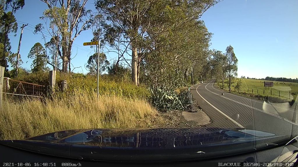 Dashcam footage shows a koala running across a road - ABC News