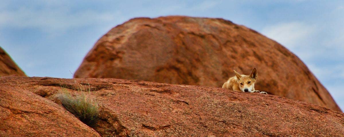 Dingo documentary aims to expose myths and truths - ABC News