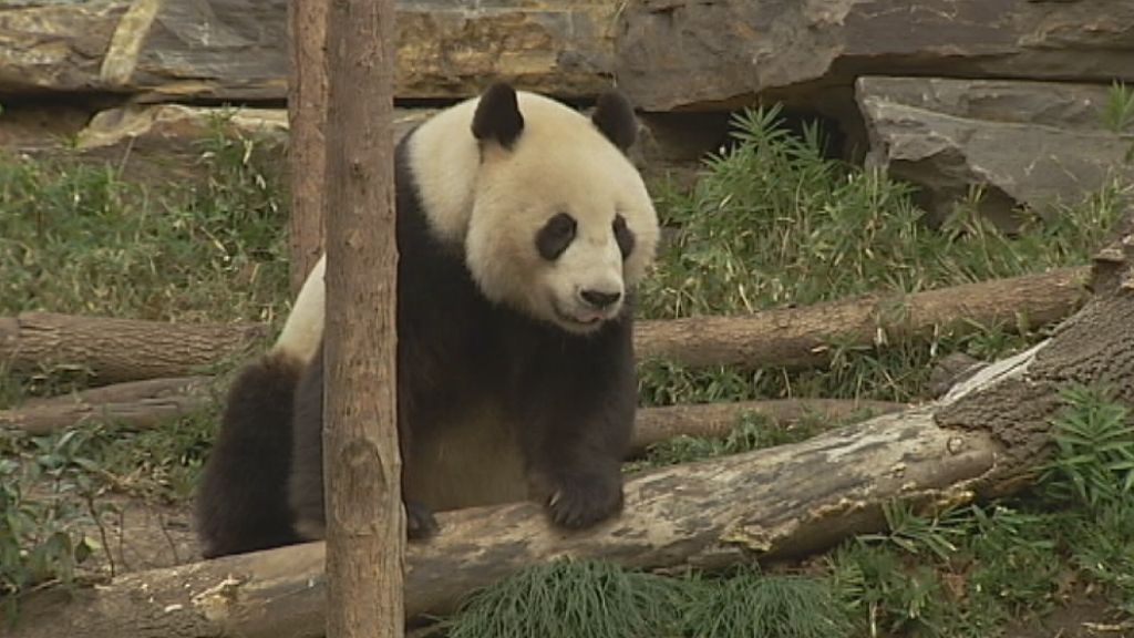 Adelaide's giant pandas showing rare signs of romance - ABC News