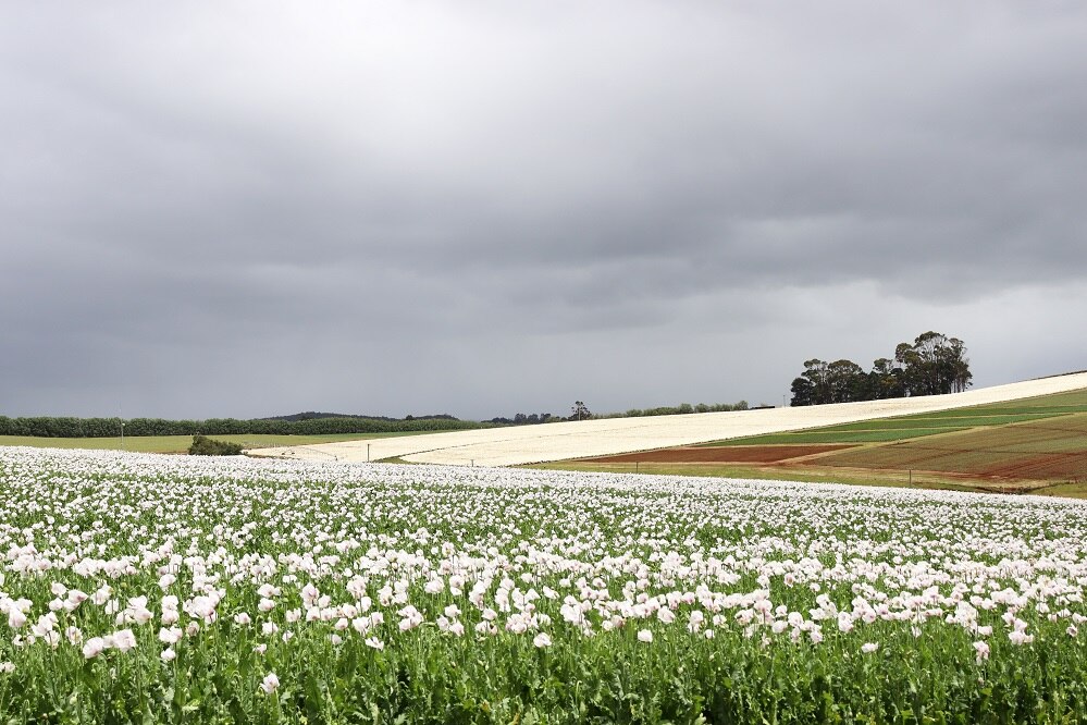 Plans to set up a carbon zero horticulture farm in Tasmania - ABC listen