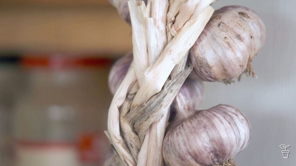 FAQs - Storing garlic | Trace elements | Bottle tree growth - Gardening ...